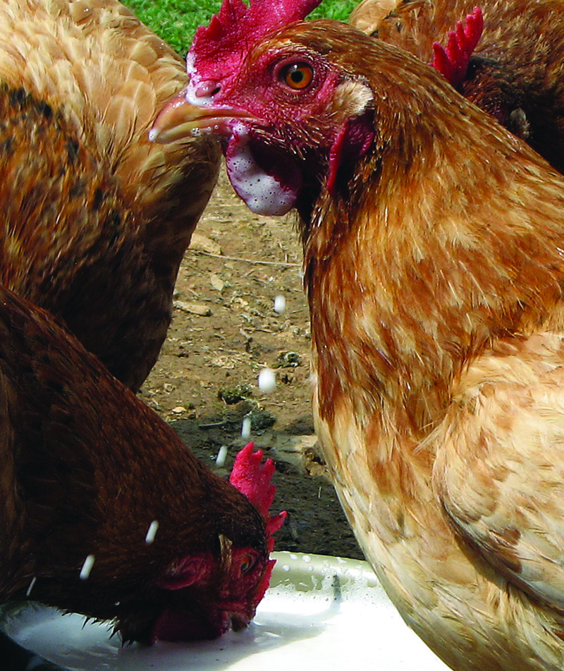 Are Chickens Lactose Intolerant? - Backyard Poultry